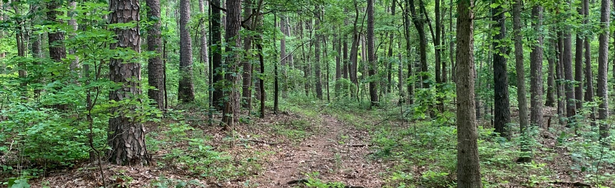 Ridge Runner and Ozark Trail: High Place Lookout Tower to Noblett ...