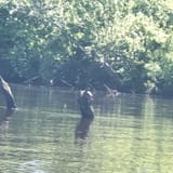 Forge Pond - Metedeconk River Kayak Trail, New Jersey - 16 Reviews, Map ...