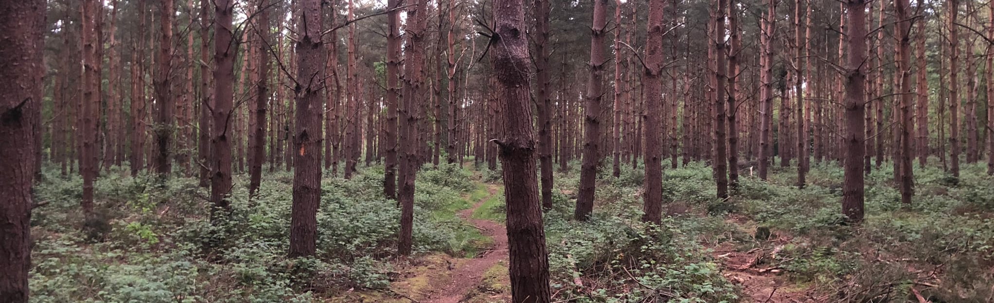 Tunstall Forest Viking Trail - Suffolk, England | AllTrails