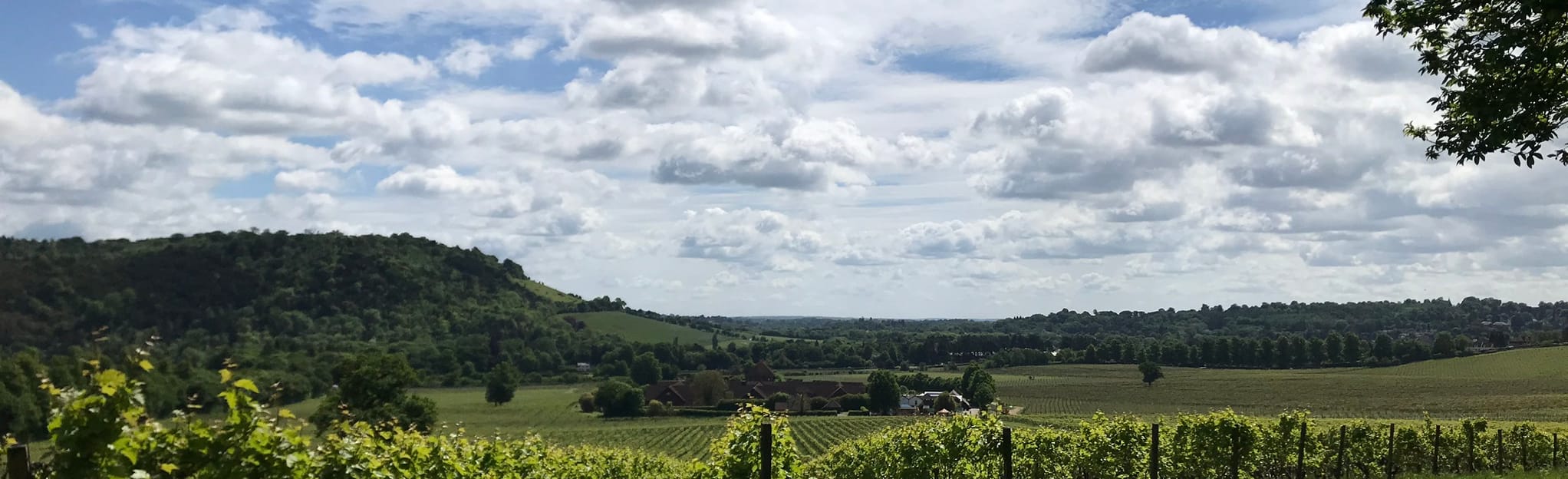 Denbies Vineyard, Ranmore Common, and Polesden Lacey Circular: 1.267 ...
