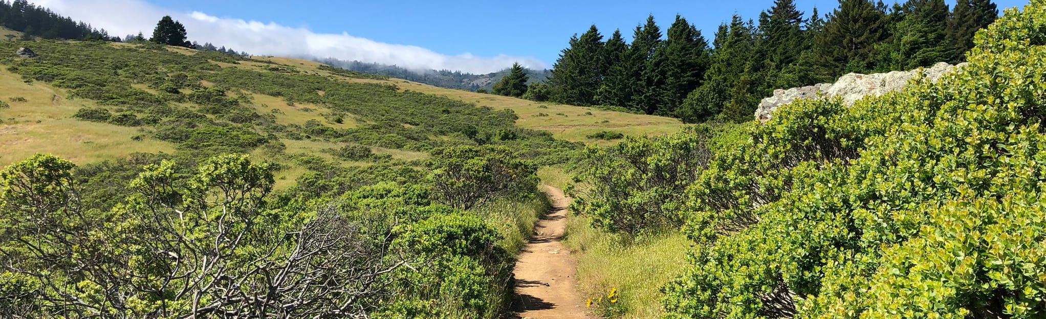 Muir Woods Via Coast View, Dipsea, and Ben Johnson Loop: 114 Reviews ...