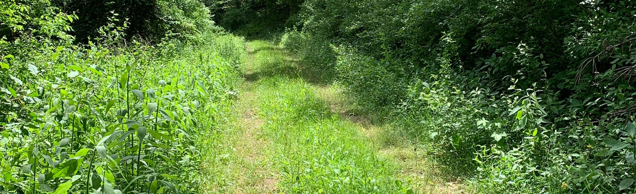 Crawfish/Channel Rock Trail Loop, Virginia - 13 Reviews, Map | AllTrails