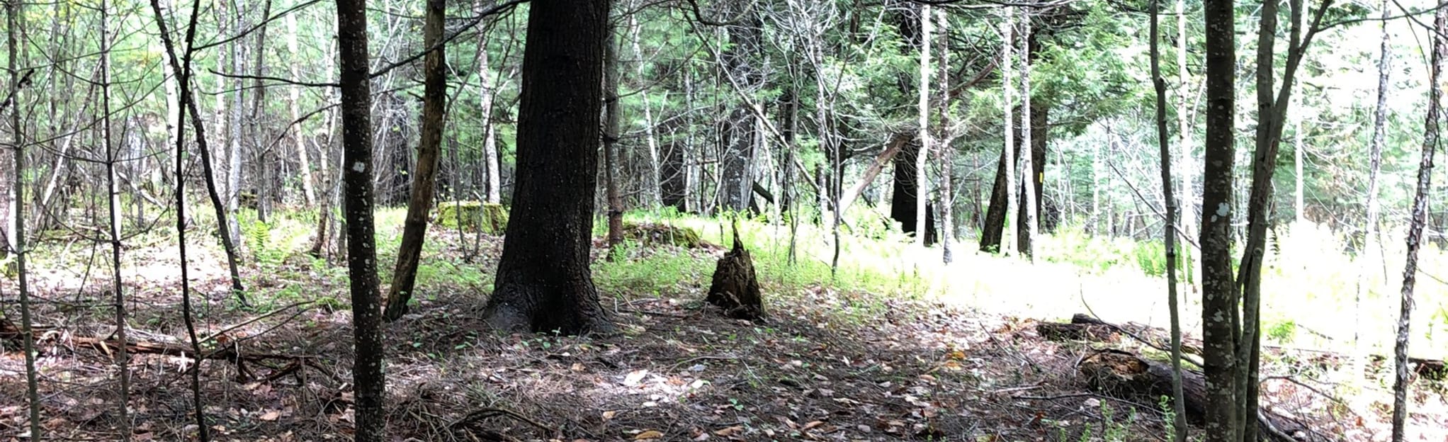 Tyler Conservation Area Loop: 6 Reviews, Map - Maine | AllTrails