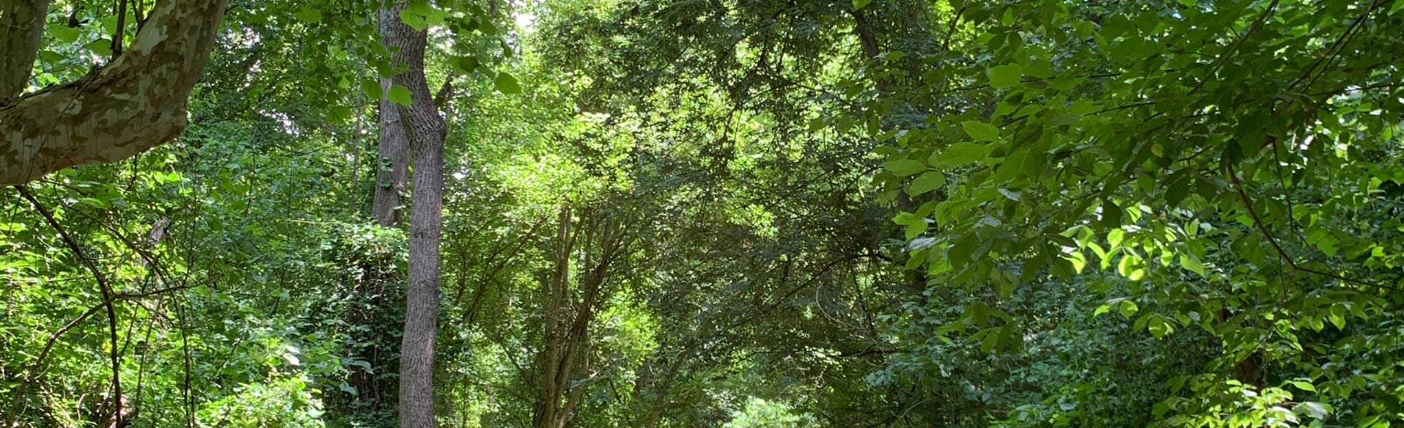 Pony Pasture Rock Trail, Virginia - 149 Reviews, Map | AllTrails