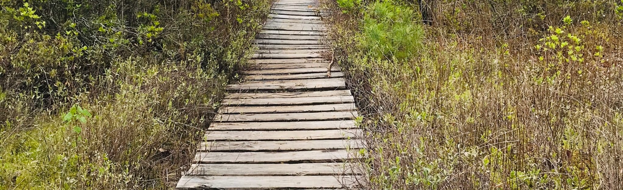 Briar Swamp Loop via Luce Trail, Massachusetts - 150 Reviews, Map ...