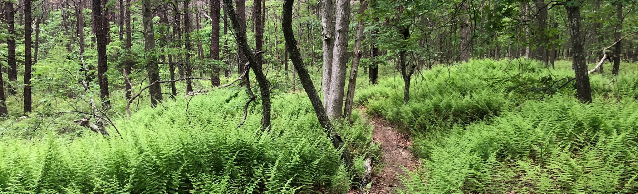 Rocky Point Trail: 574 Reviews, Map - New York | AllTrails