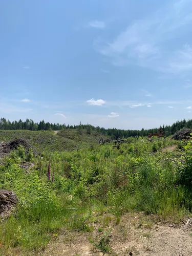 Best Hikes and Trails in Port Gamble Forest Heritage Park | AllTrails