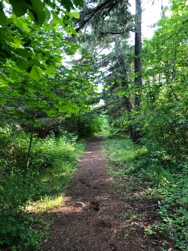 Best Hikes and Trails in Dunn State Forest | AllTrails