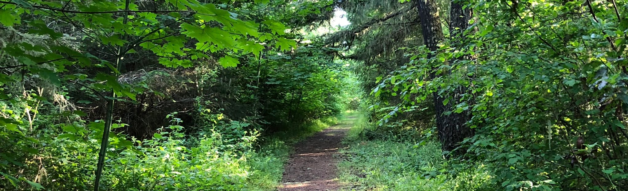 Dunn State Forest Scout Trail, Oregon - 113 Reviews, Map | AllTrails