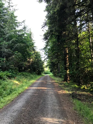 Best Mountain Biking Trails in Dunn State Forest | AllTrails