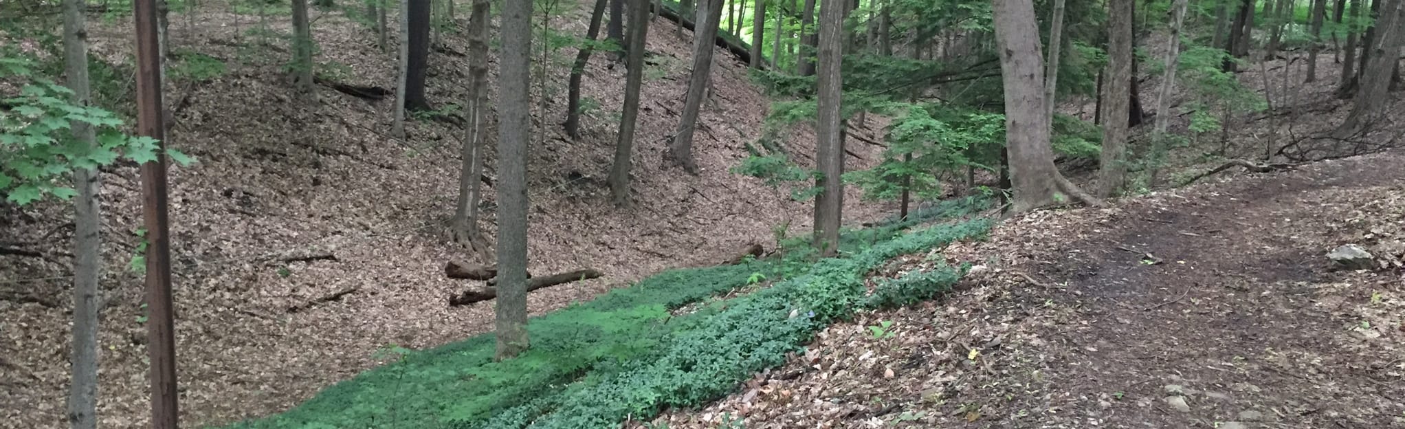 Upper Tree Trail, New York - 116 Reviews, Map | AllTrails