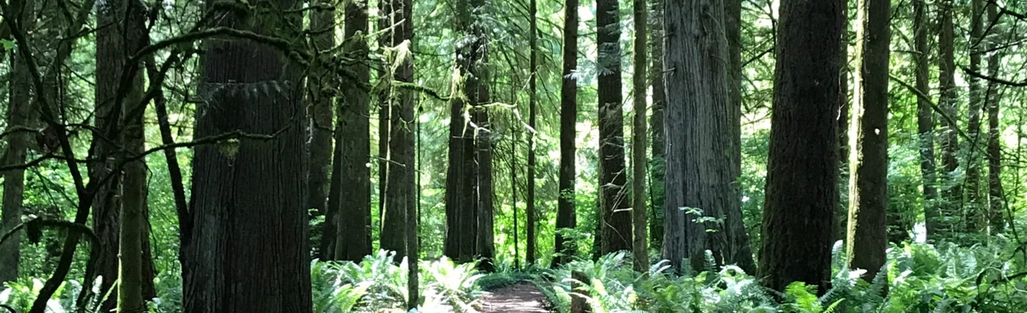 Trail of the Deer and Old Growth Forest Trail Loop: 212 foto's ...