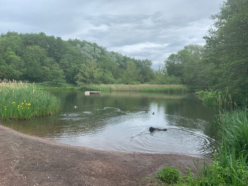 Best Hikes and Trails in Baggeridge Country Park | AllTrails