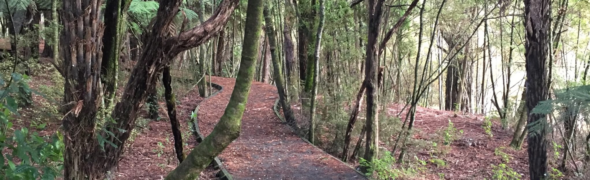 Melissas Bush Walk, Auckland, New Zealand - 3 Reviews, Map | AllTrails