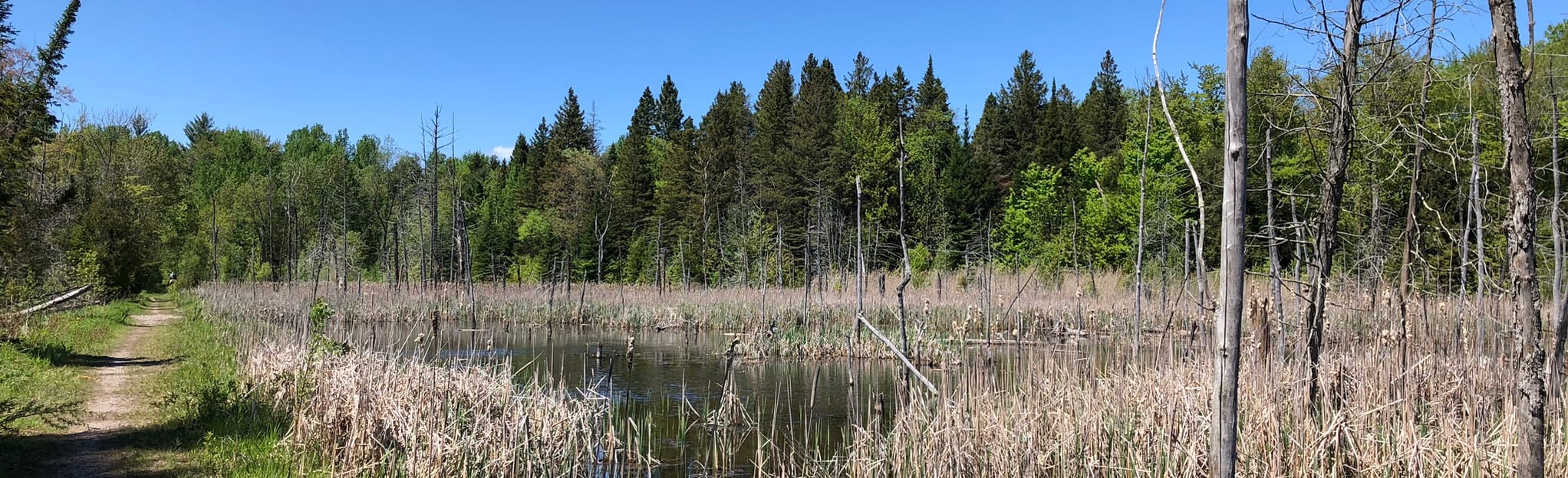 Copeland Forest Outer Loop: 101 Reviews, Map - Ontario, Canada | AllTrails