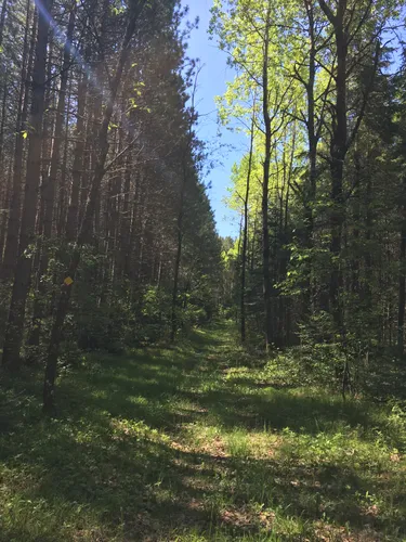 Best Hikes and Trails in Jones Springs Management Area | AllTrails