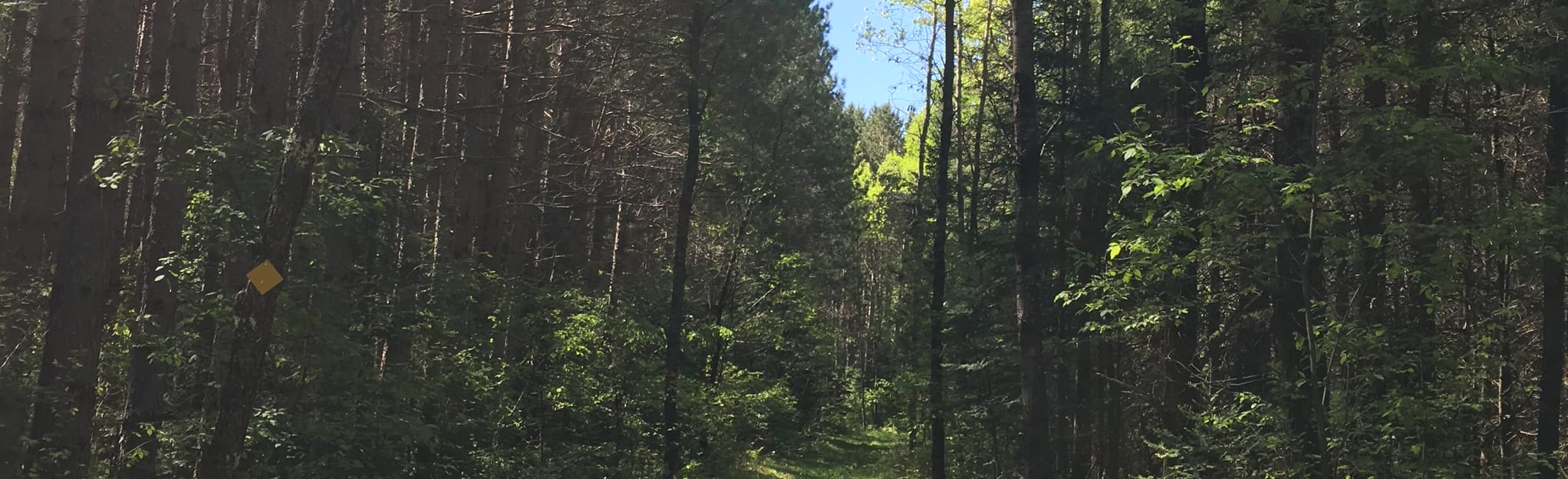 Jones Springs East and West Loop, Wisconsin - 4 Reviews, Map | AllTrails