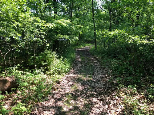 Best Hikes and Trails in Myre-Big Island State Park | AllTrails