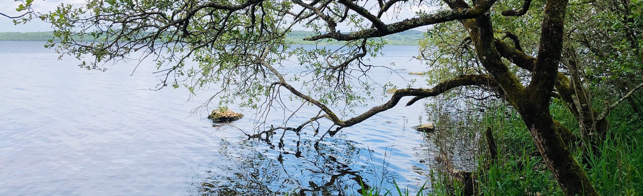 Lough Key Nature Trail: 69 foto - County Roscommon, Irlanda | AllTrails