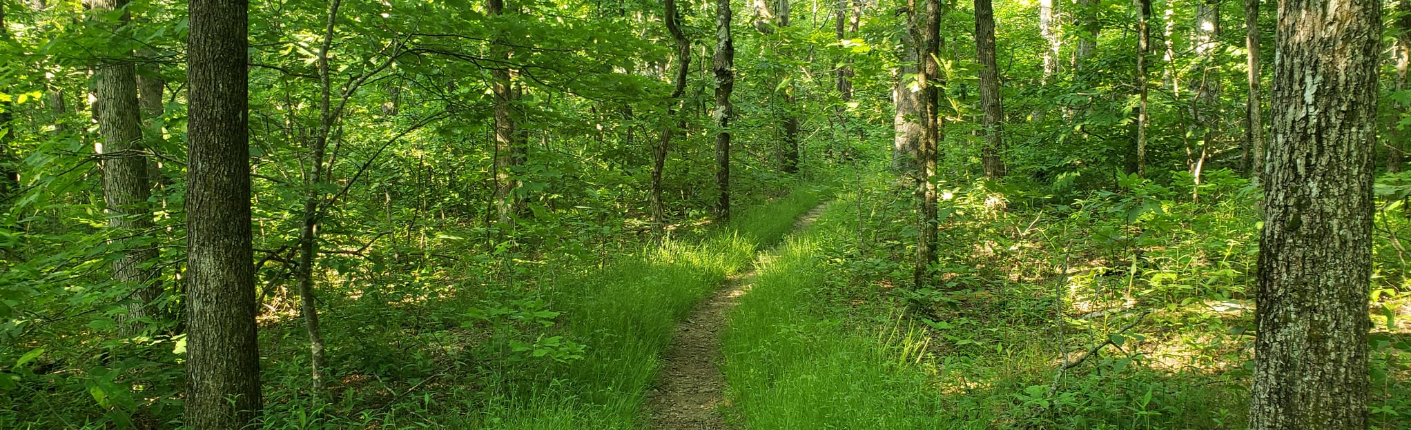 Benton MacKaye Springer Mountain Loop: 1.130 fotos - Geórgia | AllTrails