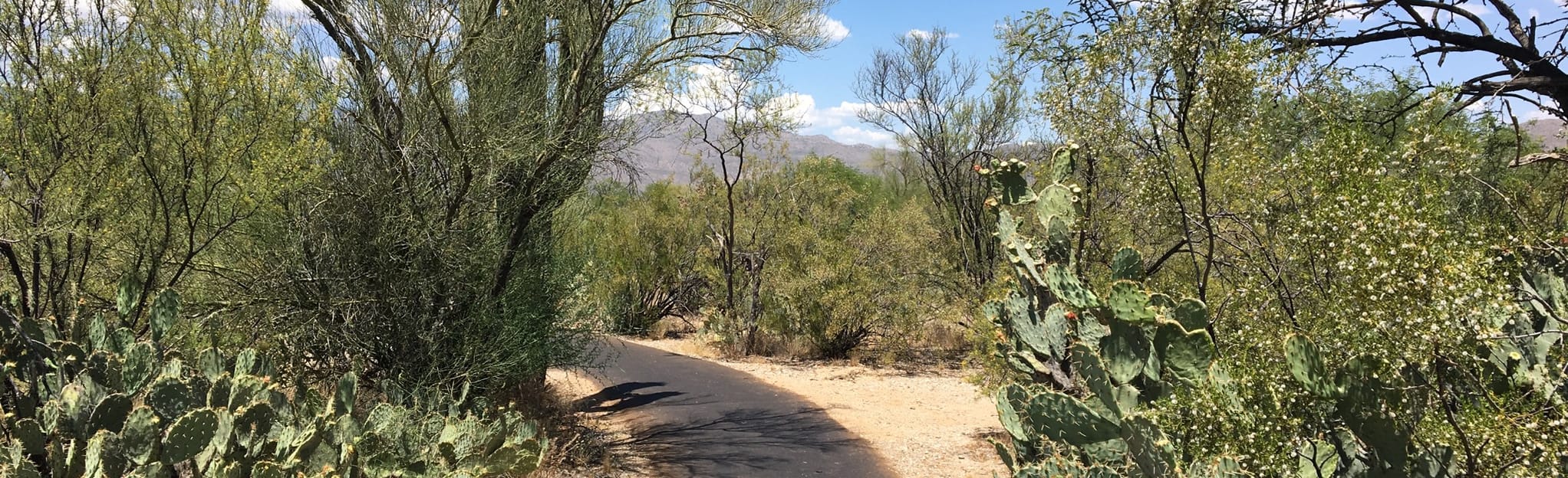 Desert Ecology Trail, Arizona - 419 Reviews, Map | AllTrails
