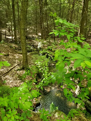 Best Forest Trails in Pelham | AllTrails