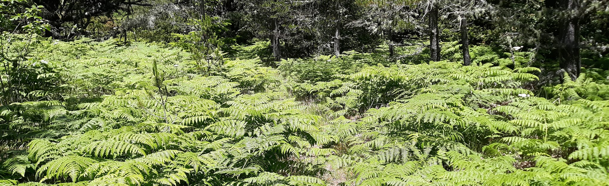 Lola Lake Fern Trail: 32 Reviews, Map - Oregon | AllTrails