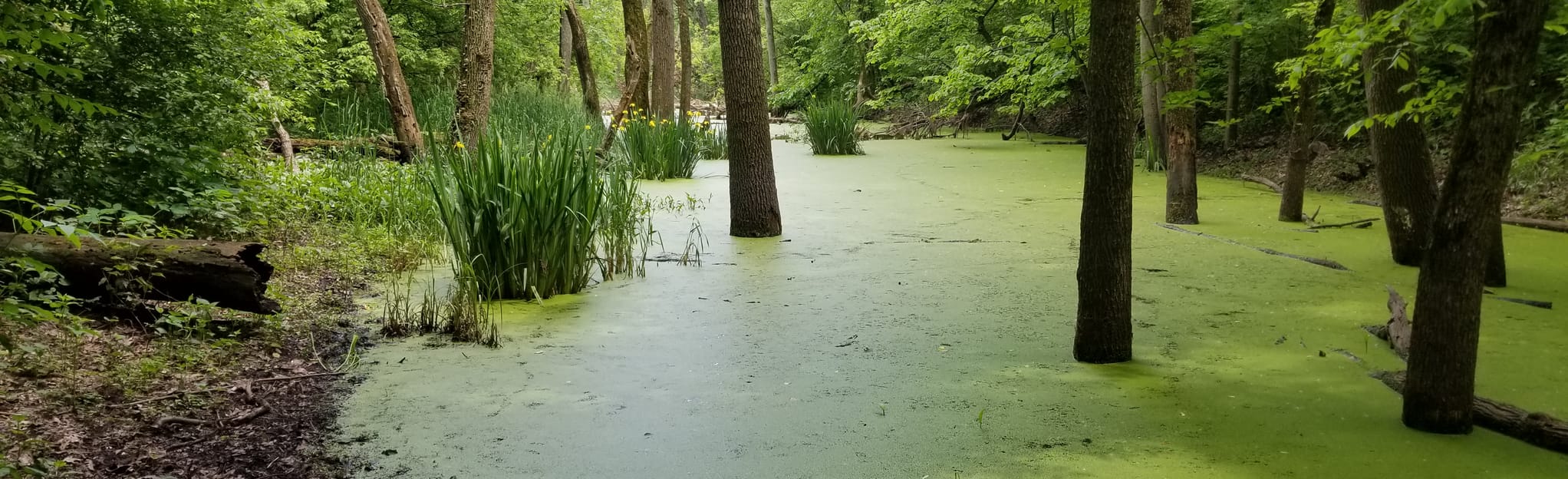 Bemis Woods South: Orange and Green Loop, Illinois - 158 Reviews, Map ...