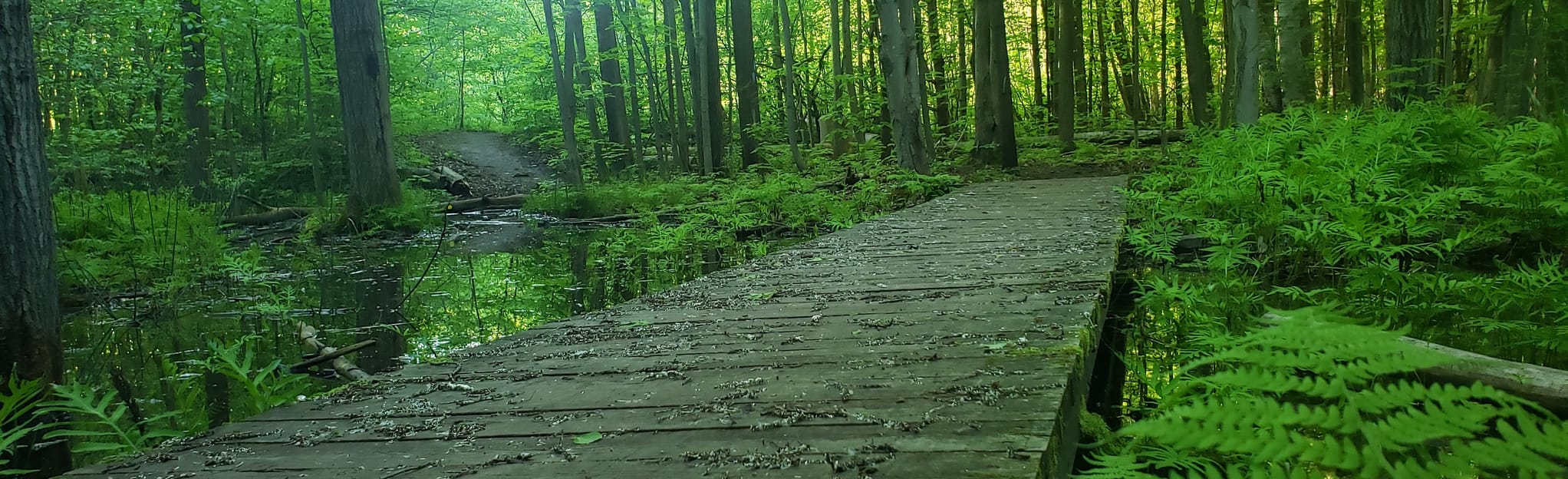 Robinson Tract Loop, Ontario, Canada - 142 Reviews, Map | AllTrails