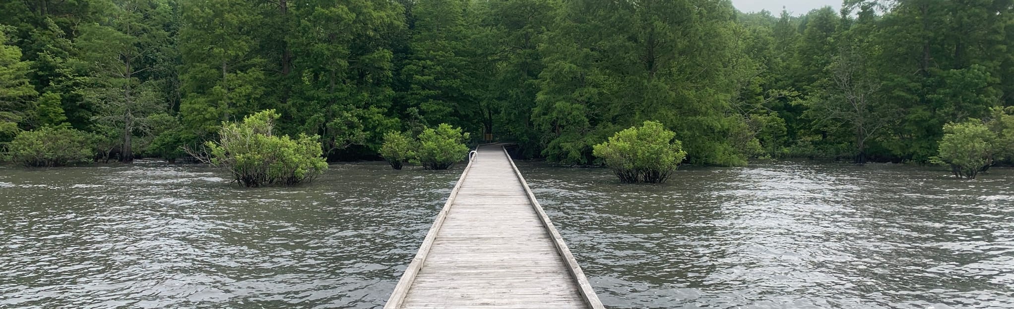 Pettigrew Bee Tree Trail, North Carolina - 112 Reviews, Map | AllTrails