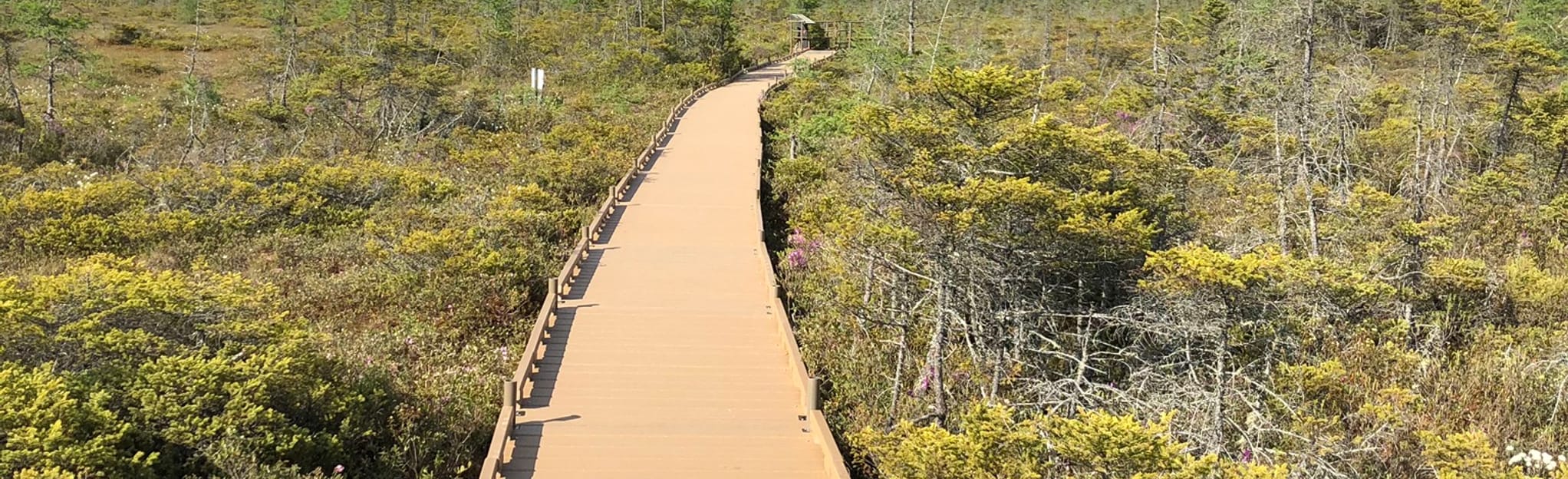 Orono Bog Boardwalk: 503 Reviews, Map - Maine | AllTrails