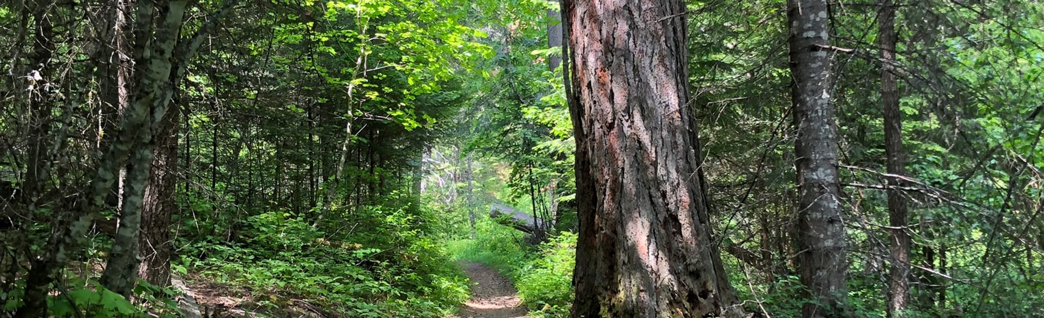 CCC Nature Walk, Idaho - 18 Reviews, Map | AllTrails