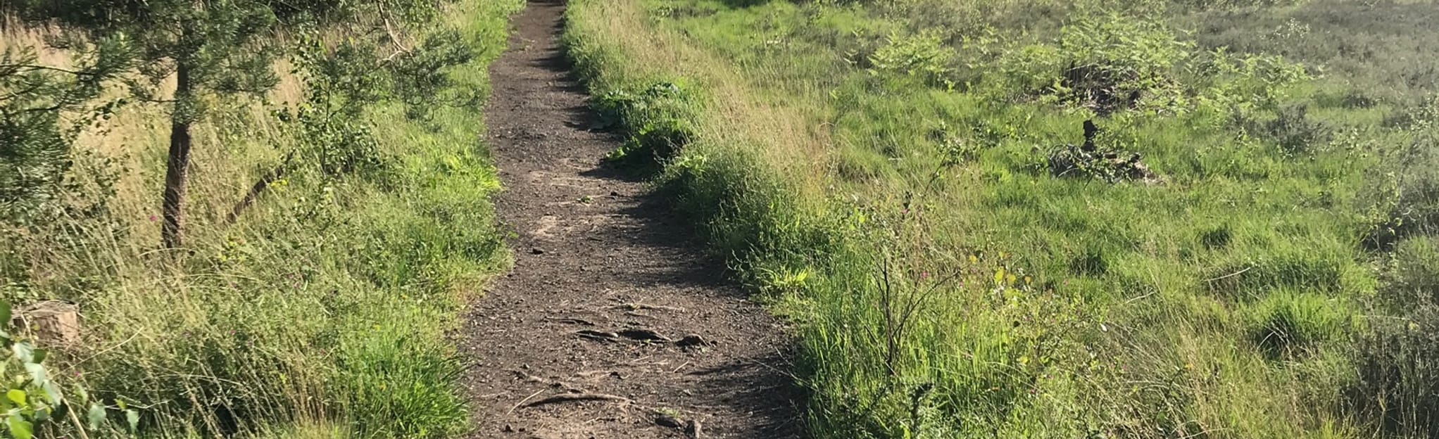 Whitmoor Common and Jordan Hill Circular: 179 Reviews, Map - Surrey ...