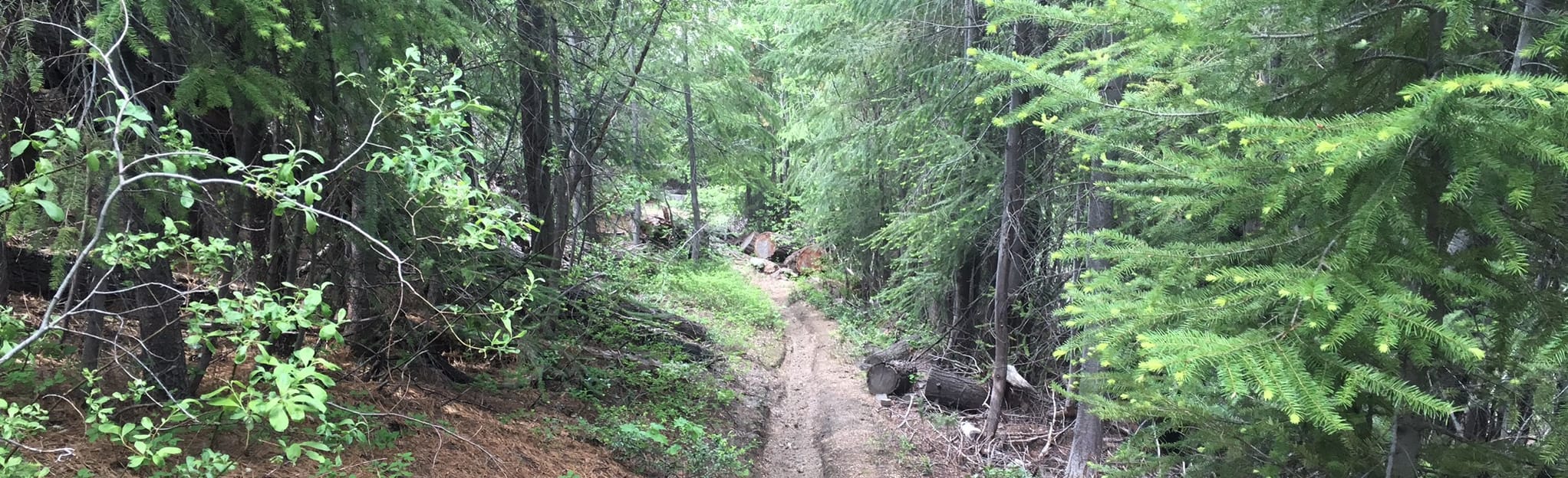 Cougar Mountain via S Tommy and Tyee Ridge Trail: 6 Reviews, Map ...