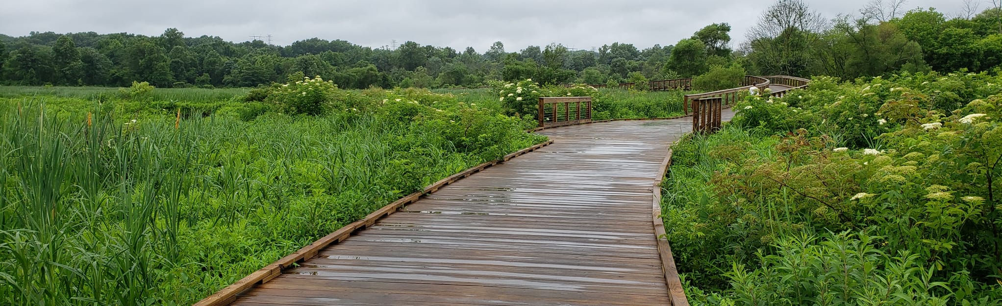 Neabsco Creek Boardwalk, Virginia - 619 Reviews, Map | AllTrails