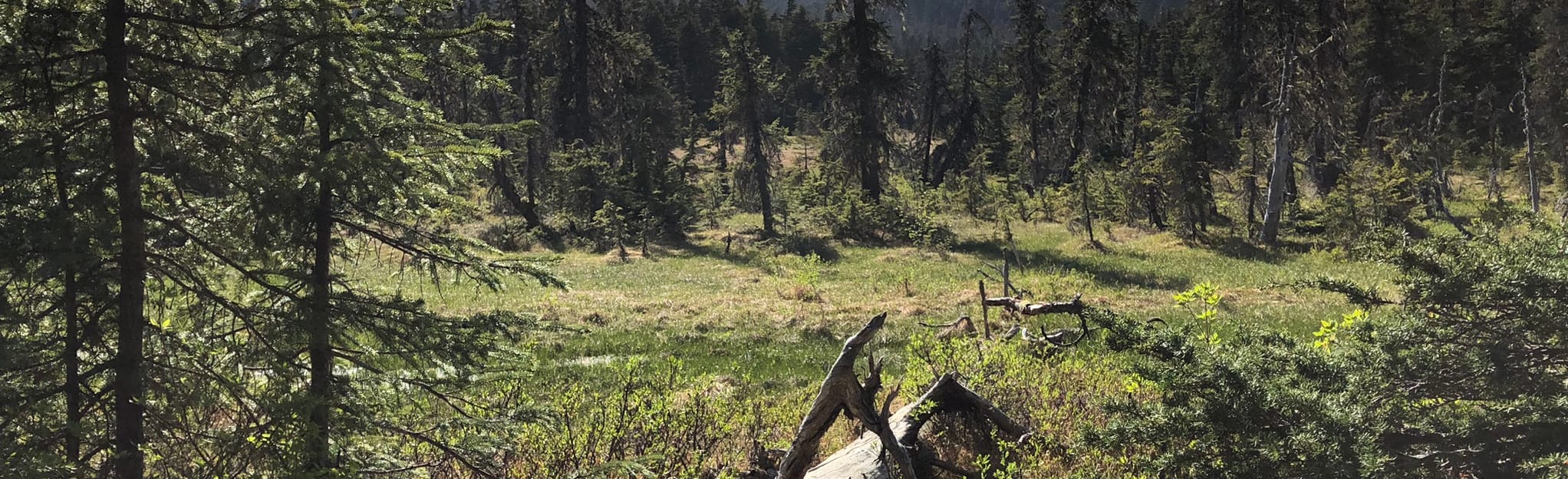 Grayling Lake Trail: 71 Reviews, Map - Alaska | AllTrails