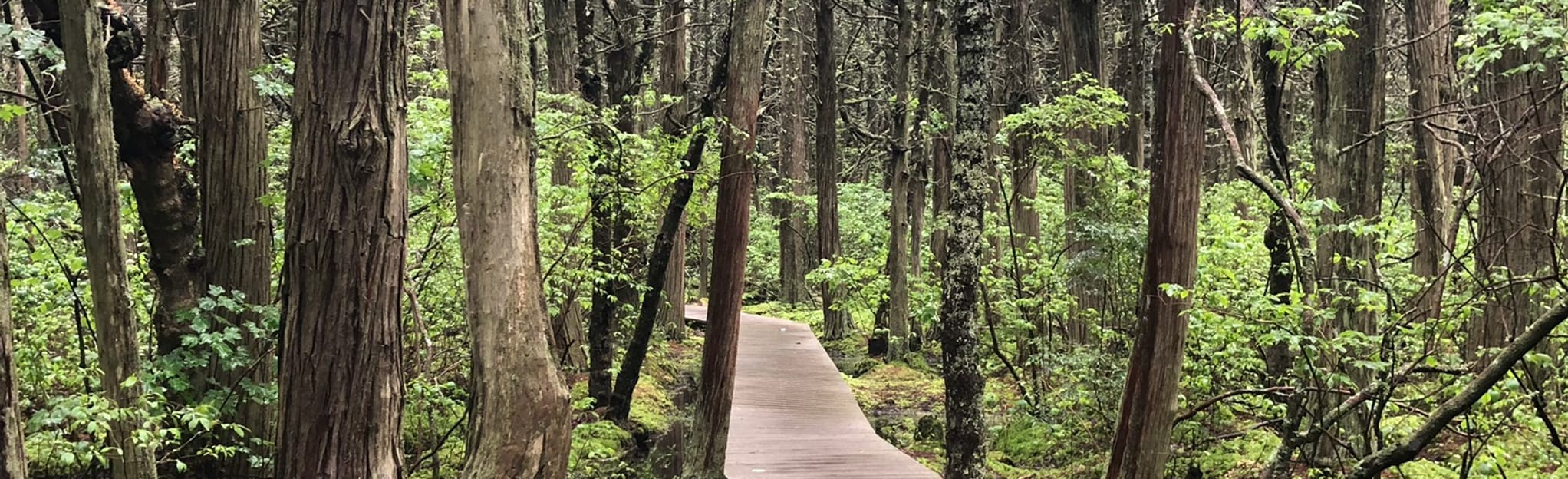 Atlantic White Cedar Swamp Trail, Massachusetts - 789 Reviews, Map ...