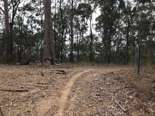 2023 Best Views Trails in Numinbah Valley | AllTrails