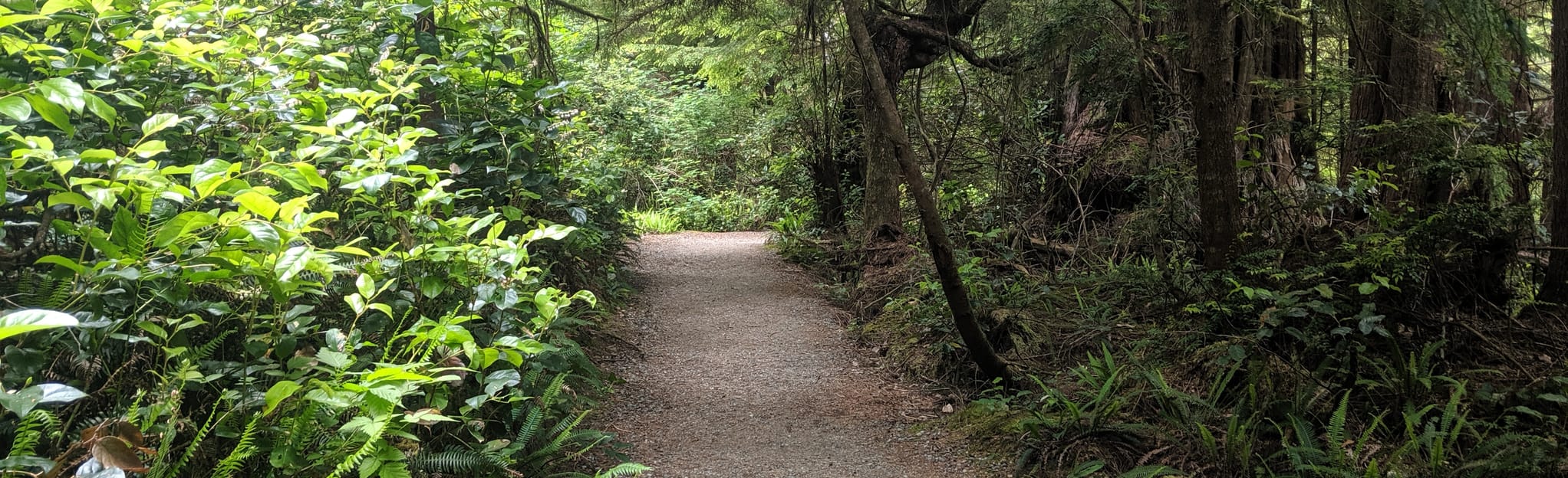 Ancient Cedars Loop, British Columbia, Canada - 247 Reviews, Map ...