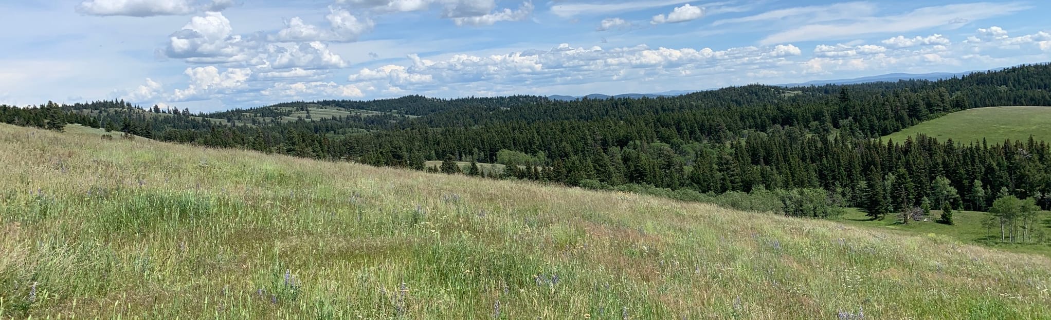 Lundbom Lake Loop, British Columbia, Canada - 27 Reviews, Map | AllTrails