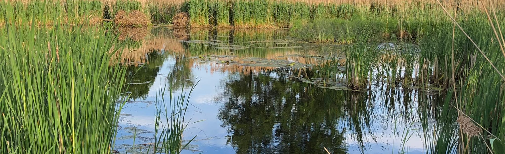 Quaker Pond Trail: 887 Reviews, Map - New York | AllTrails
