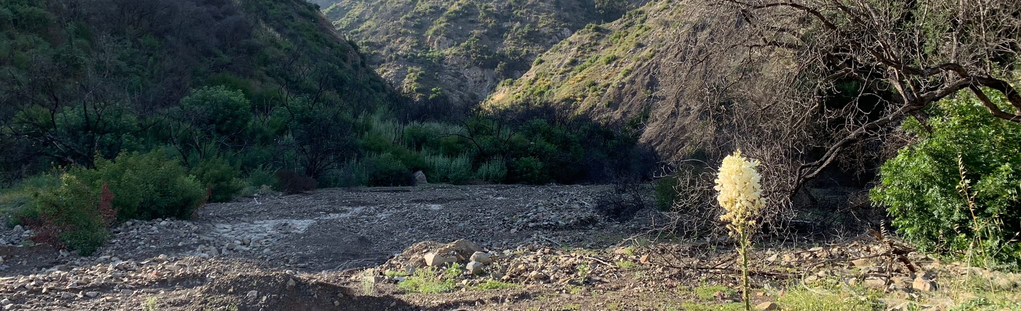 Rattlesnake Canyon, California - 4 Reviews, Map | AllTrails