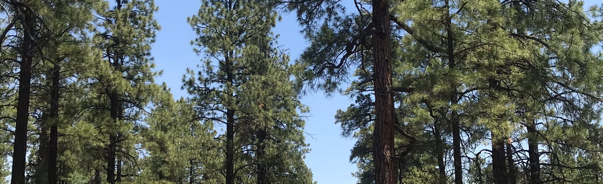 Pine 5 Trail Loop : 213 Reviews, Map - Arizona | AllTrails