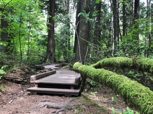 10 Best Hikes and Trails in Pacific Spirit Regional Park | AllTrails