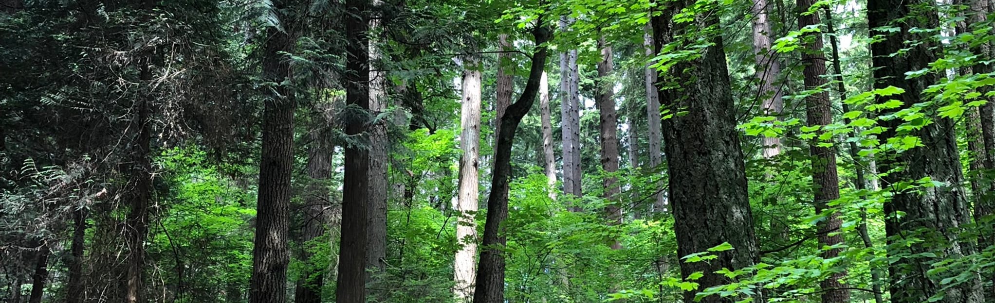 Top Trail - Nature Trail - Salish Trail - Sasamat Trail: 311 Reviews ...