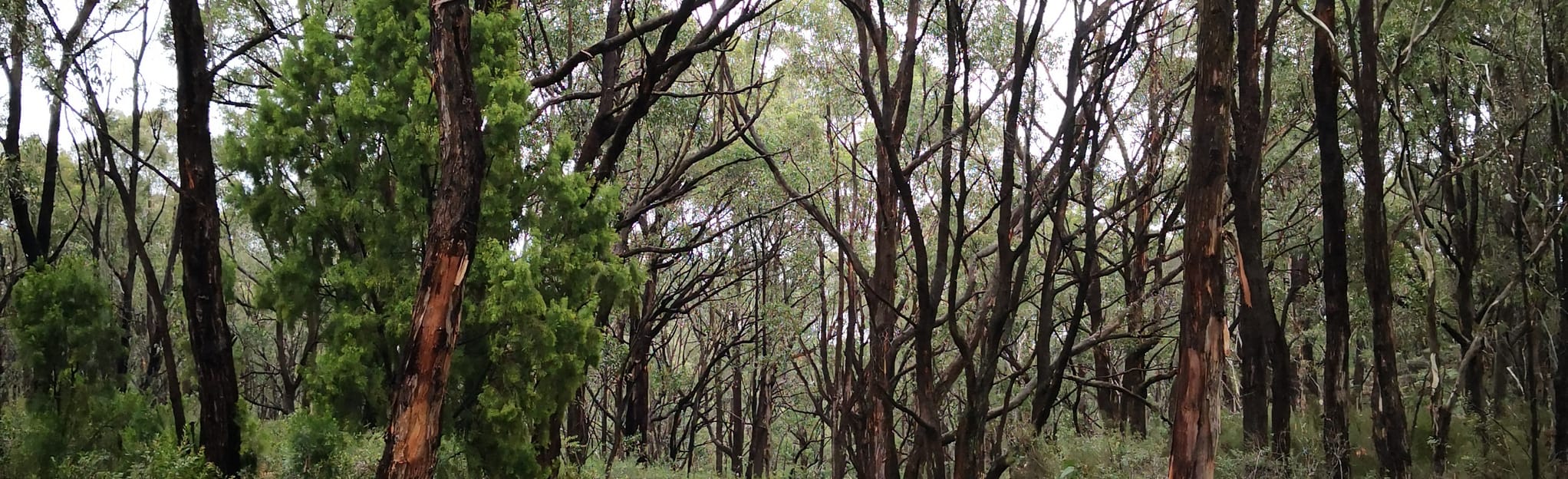 Mark Oliphant Conservation Park Loop, South Australia, Australia - 77 ...