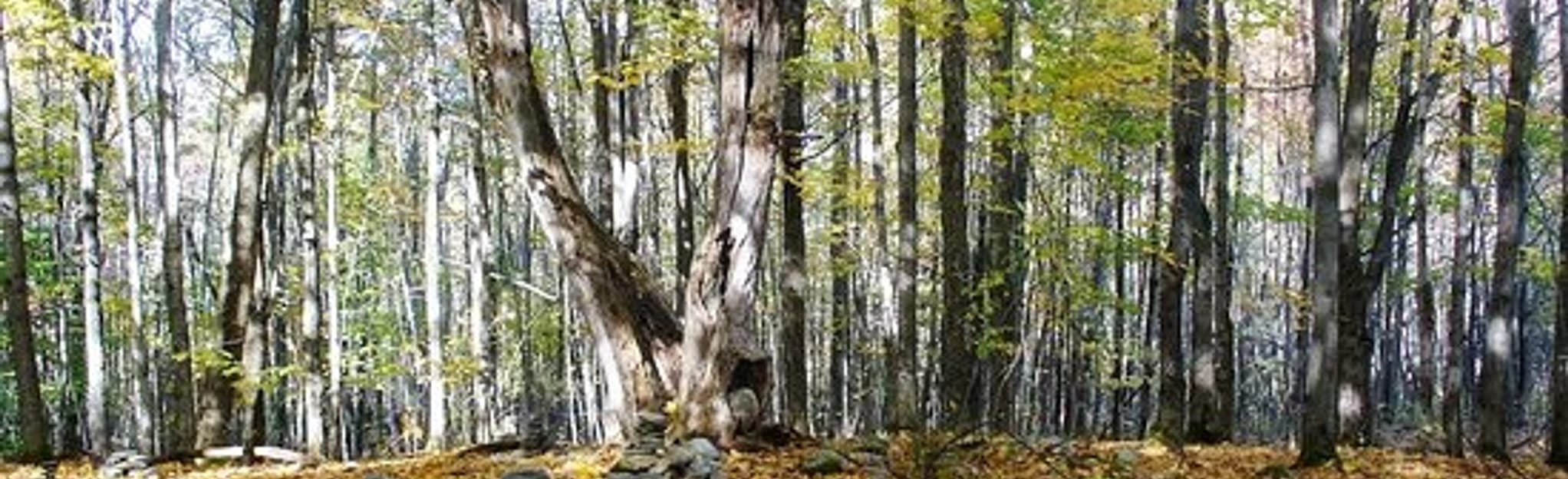 Beckett Woods Loop 8: 88 Reviews, 71 Photos, Map - Quebec, Canada ...
