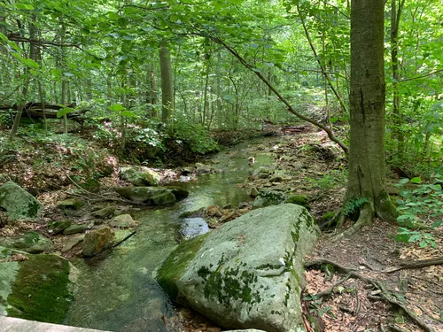 10 Best Hikes and Trails in Forbes State Forest | AllTrails