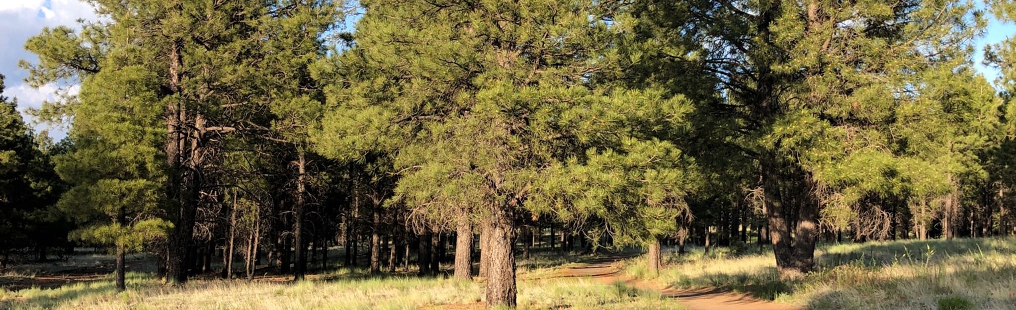 Campbell Mesa to Arizona Trail Loop, Arizona - 67 Reviews, Map | AllTrails