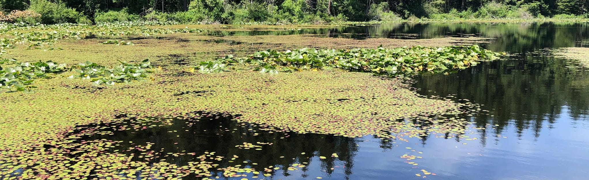 Yellow Lake Loop, Washington - 422 Reviews, Map | AllTrails